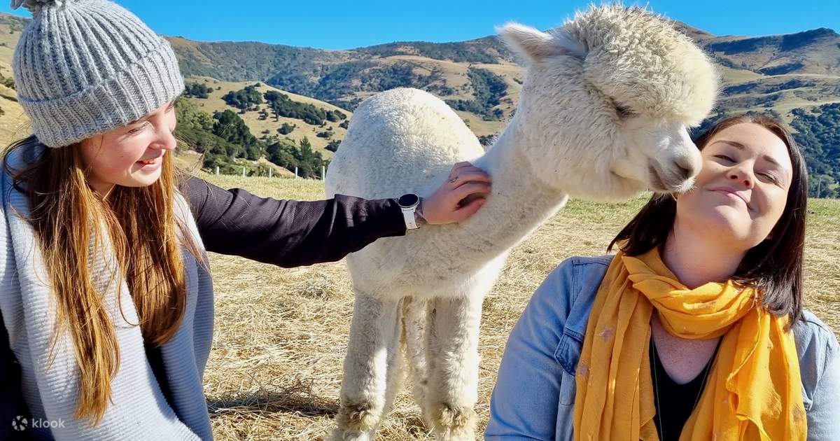 Visita a la granja de alpacas Akaroa Shamarra - Klook Estados Unidos